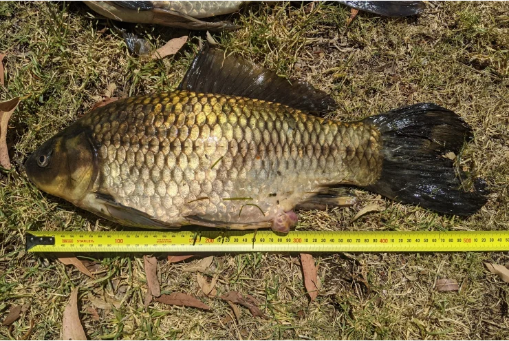 உலகின் மிக நீளமான தங்கமீன் ஆஸ்திரேலியாவில் கண்டுபிடிப்பு - Tamil Australian